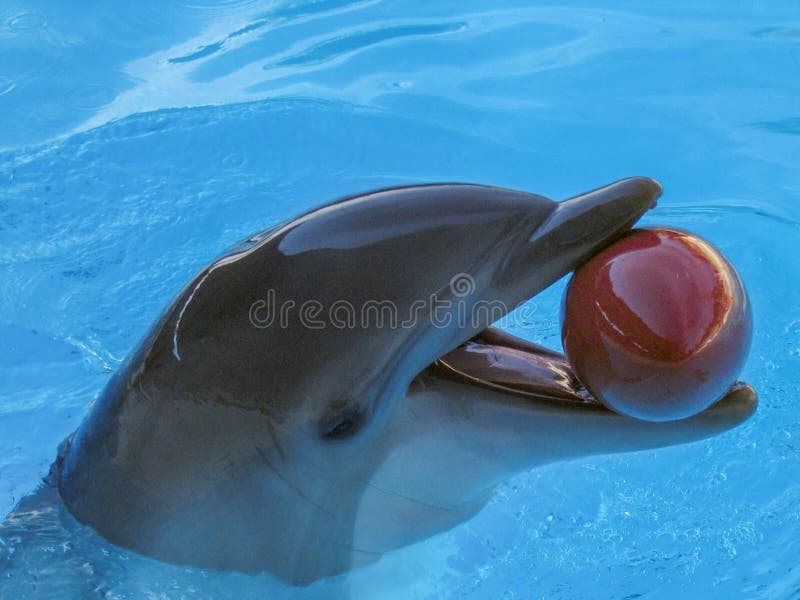 Playful Dolphin in the Pool Stock Image - Image of playful, marine ...