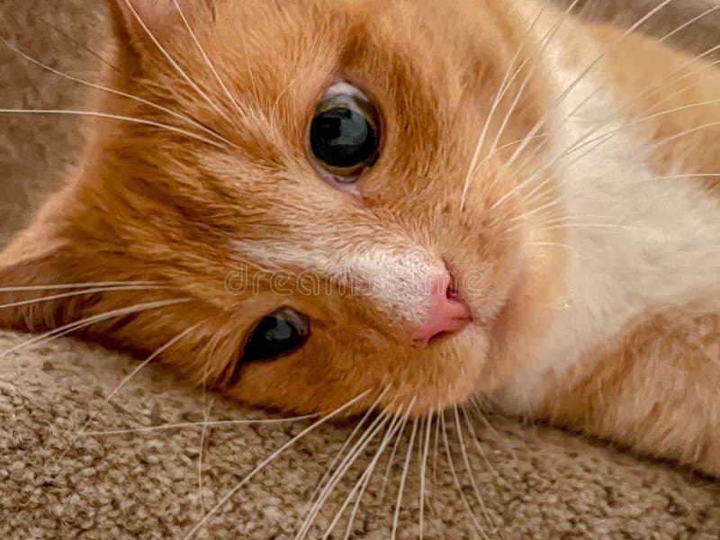 Domestic Ginger Cat Resting on Paved Garden Area Stock Image - Image of ...