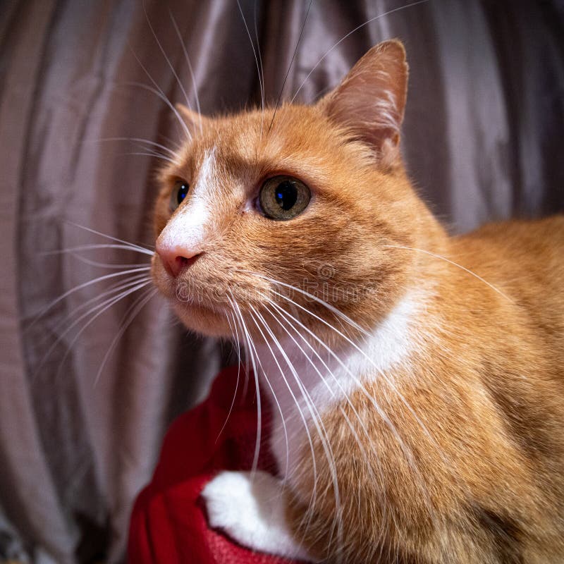 Domestic ginger cat stock image. Image of funny, beautiful - 307678301