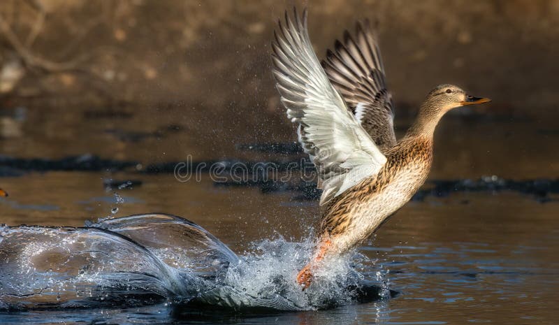 Playful Duck Frolicking in a Serene Waterway Stock Photo - Image of ...