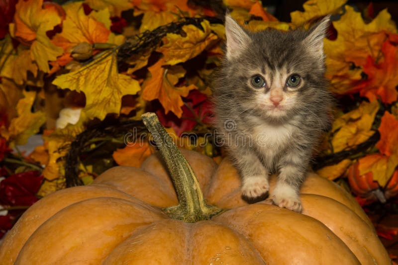 Playful Fall Kitten stock photo. Image of holidays, adorable - 90888874