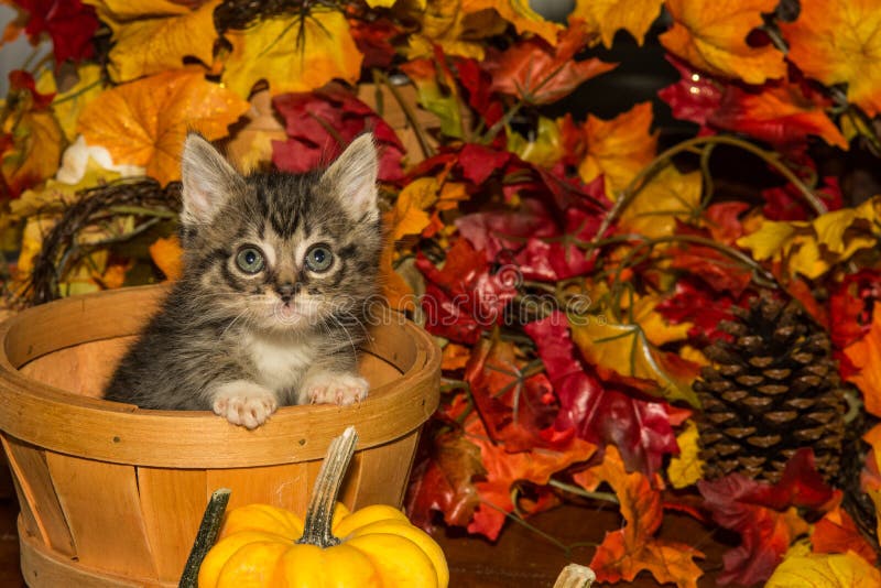 Playful Fall Kitten stock photo. Image of baby, cute - 90888818