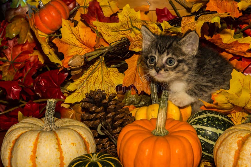 Playful Fall Kitten stock photo. Image of holidays, adorable - 90888874