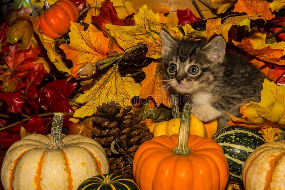 Playful Fall Kitten stock photo. Image of holidays, adorable - 90888874