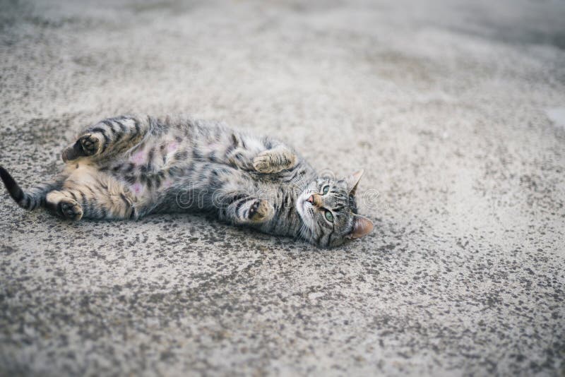 Playful Female Cat Lying Down on Back Stock Image - Image of bushy ...