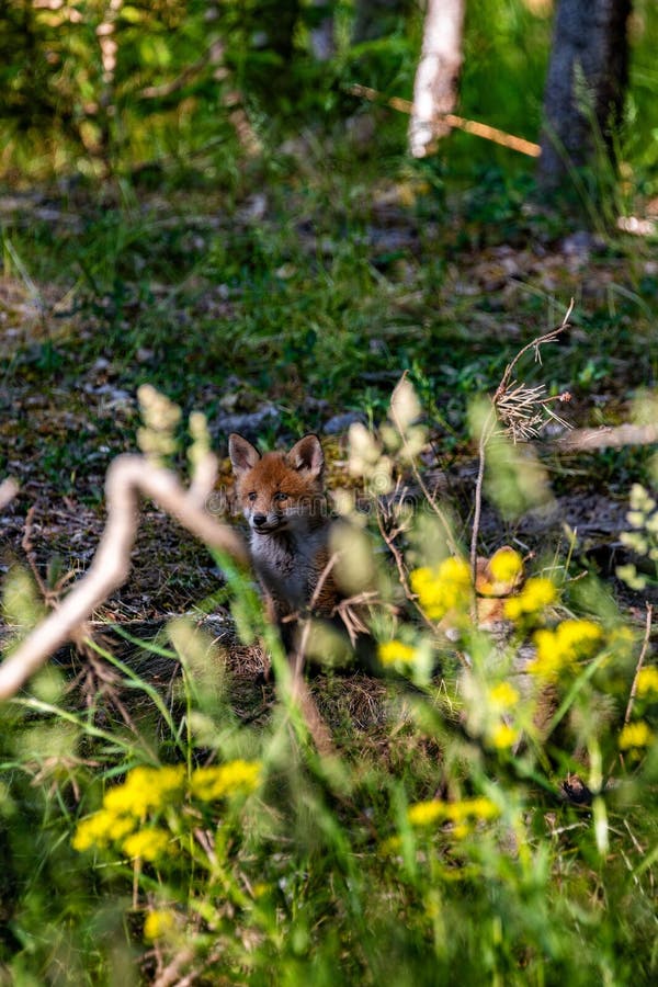 Littlefox Stock Photos - Free & Royalty-Free Stock Photos from Dreamstime