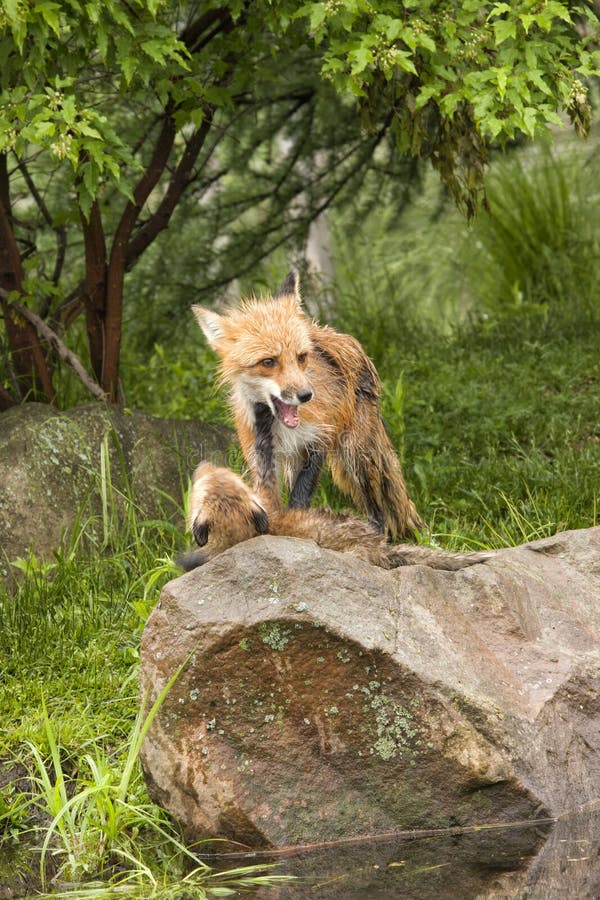 Playful Fox Kit stock image. Image of hunter, natural - 34349039