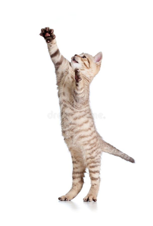 1,390 Playful Breed Cat Jumping Stock Photos - Free & Royalty-Free ...