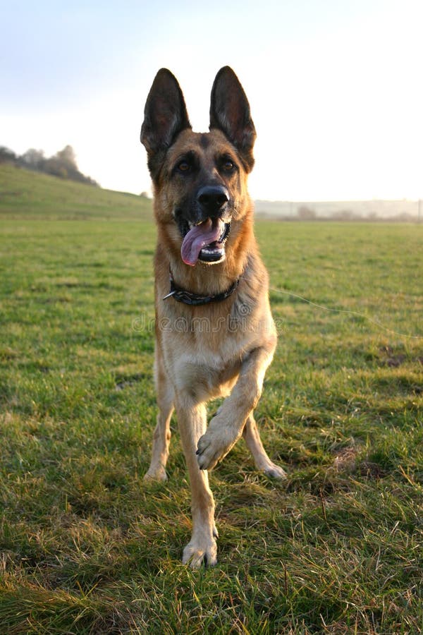 Playful German Shepherd stock photo. Image of concentrated - 576044