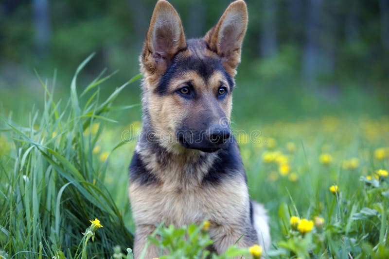 Playful German Shepherd Puppy Stock Photo - Image of domestic, posing ...