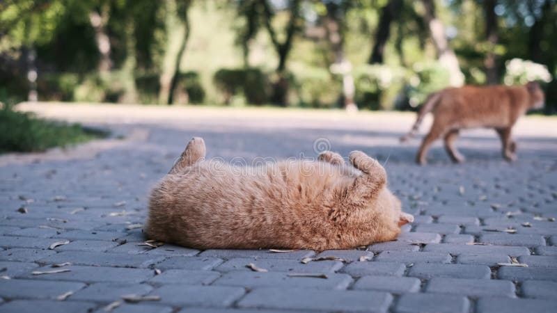 Playful Cat Rolling on Grass Captured in Calm Spring Afternoon Stock ...