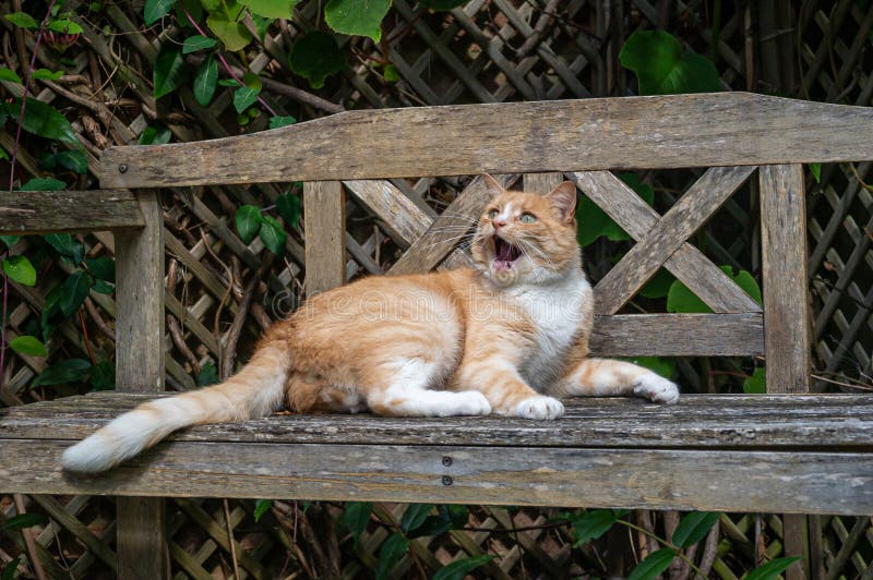 Playful Orange Cat on Wooden Bench Stock Photo - Image of hunter ...