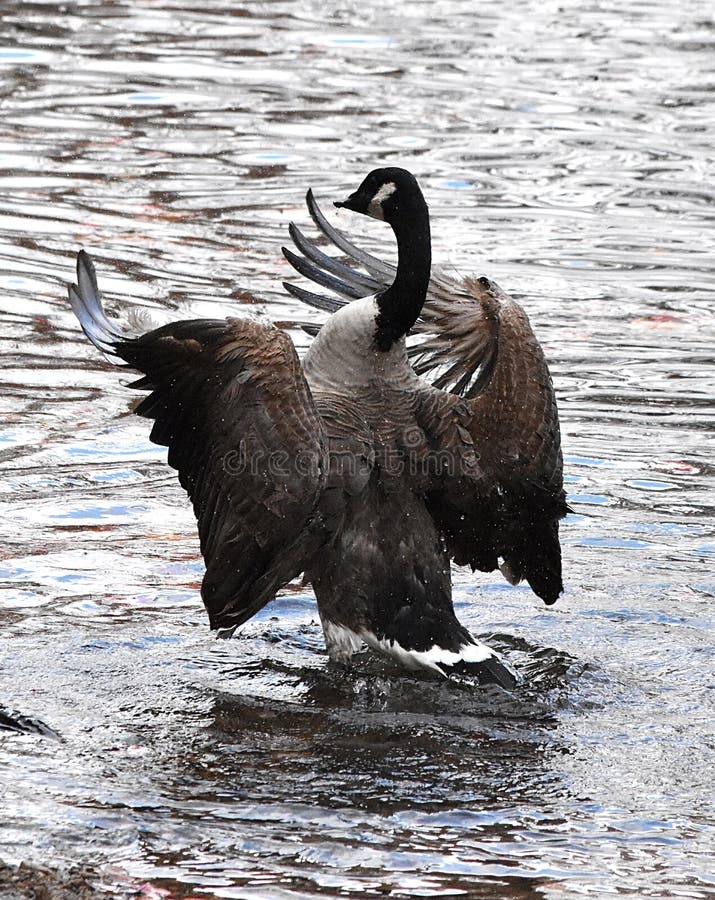 The Playful Goose stock photo. Image of water, strong - 153928238