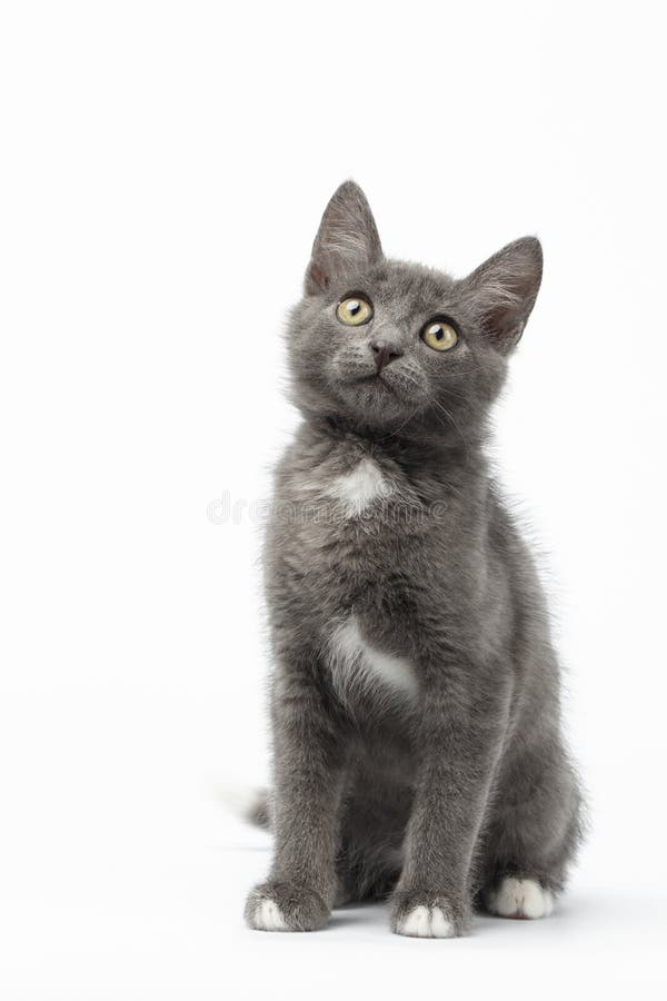 Playful Gray Kitty on White Background Stock Image - Image of funny ...