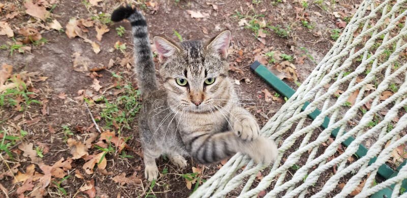 Playful Grey Male Tabby Cat Stock Photo - Image of whiskers, carnivore ...