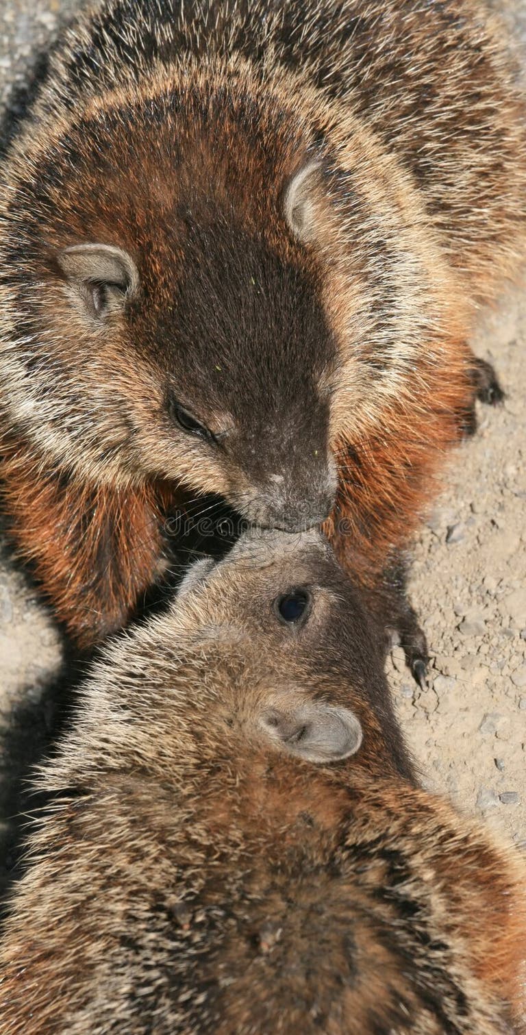 Groundhogs Play Fighting Stock Photos - Free & Royalty-Free Stock ...