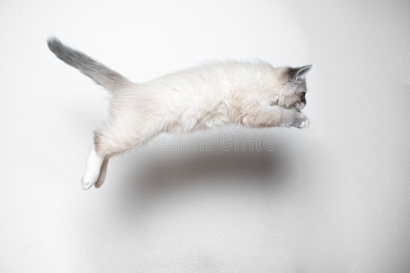 124 Cat Jumping Front View Stock Photos - Free & Royalty-Free Stock ...