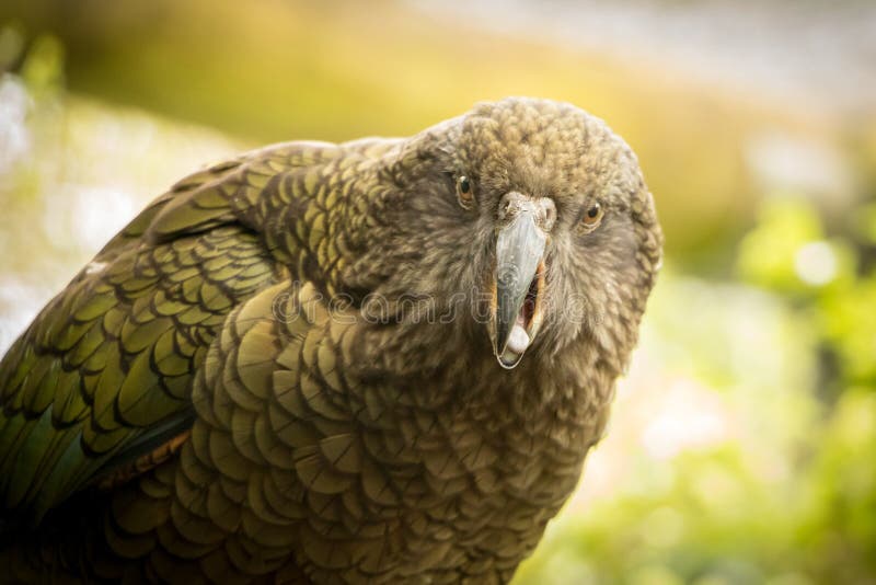 Playful Kea stock image. Image of playing, brown, nose - 102049155