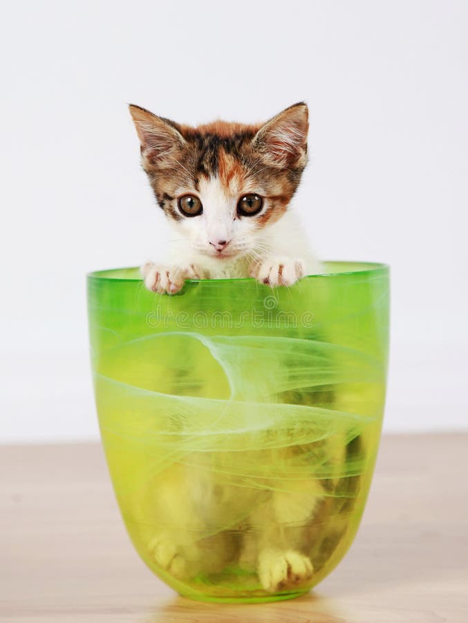 Playful kitten stock image. Image of play, looks, funny - 21080743