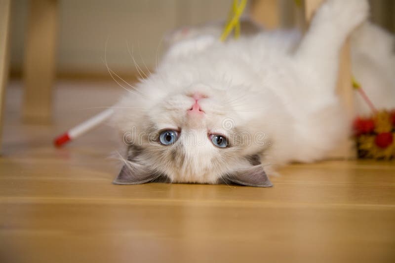 Playful kitten stock photo. Image of animal, whiskers - 3522782