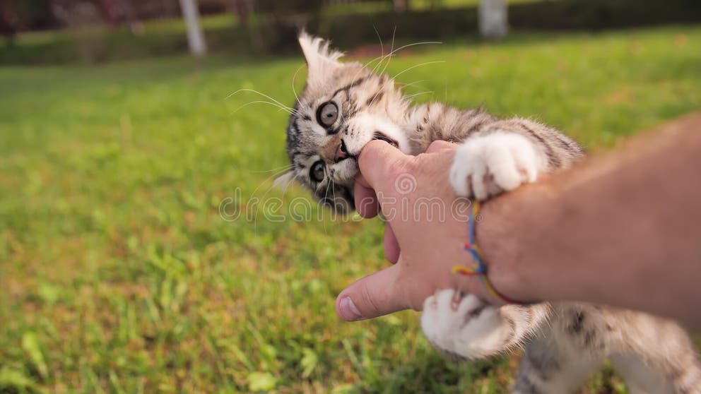 Playful Kitten Biting Finger and Scratching Hand in the Grass Stock ...