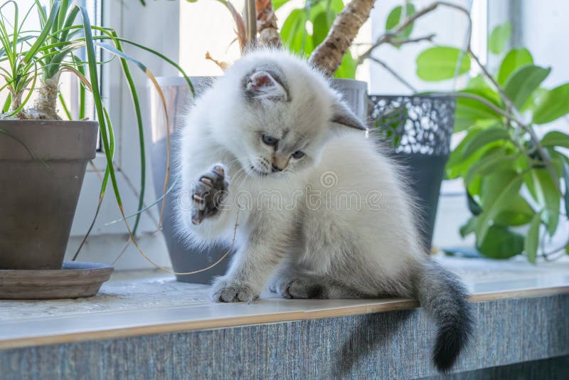 Playful Kitten Exploring Indoor Plants in Bright Natural Light Stock ...