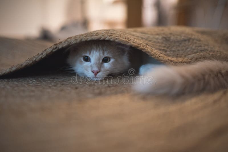 Playful Kitten Hiding Under the Carpet Stock Photo - Image of bokeh ...
