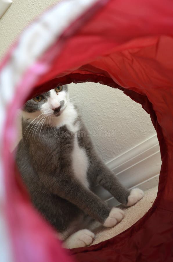 Playful Kitten stock photo. Image of exuberant, good - 65986764