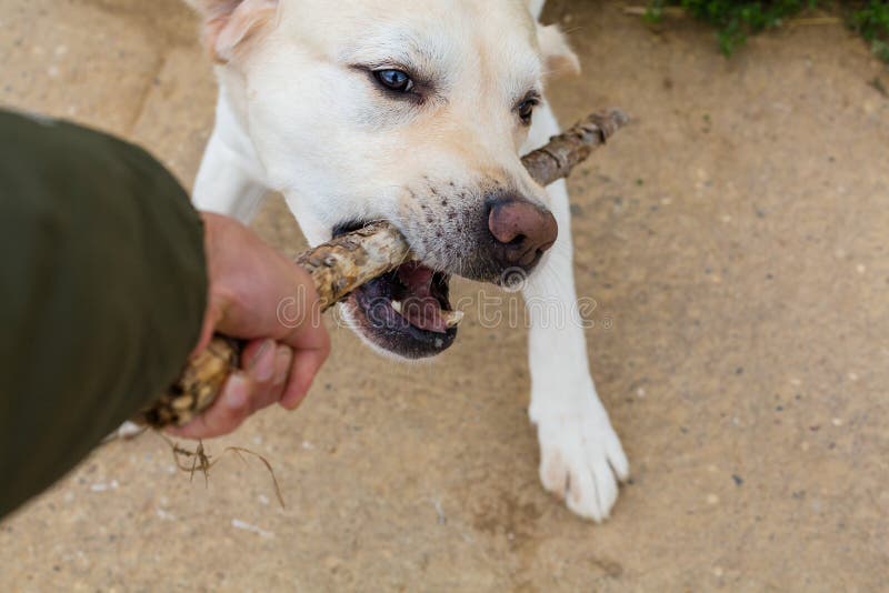 Playful Labrador Retiever in Detail Stock Image - Image of stick ...