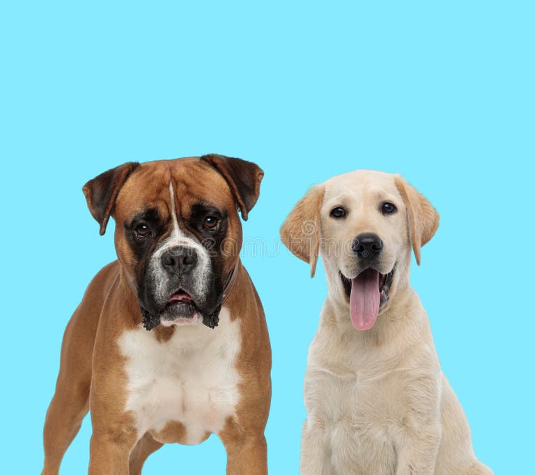 Playful Labrador Retriever Panting and Dutiful Boxer Looking Forward ...