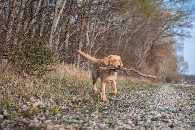 Playful Labrador Retriever Running with a Stick in Its Mouth Stock ...