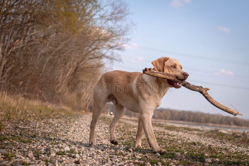Playful Labrador Retriever Running with a Stick in Its Mouth Stock ...