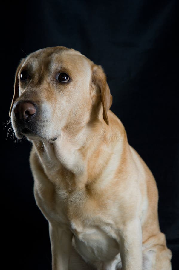 Labrador Retriever dog stock photo. Image of grass, animal - 183458398