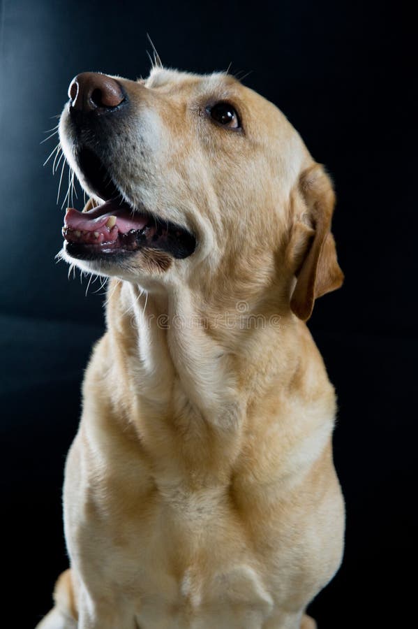 Labrador Retriever dog stock photo. Image of hair, studio - 183458412