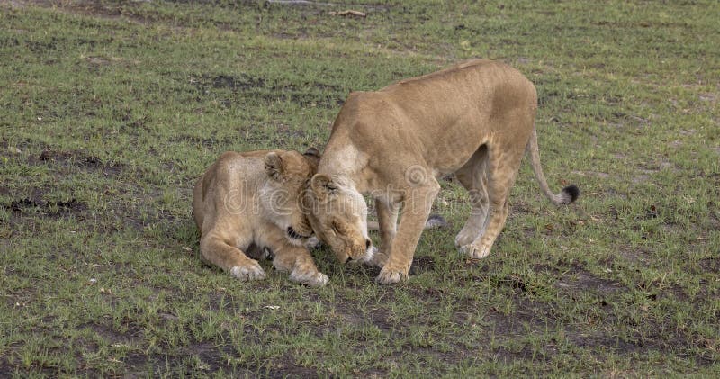 Playful Lion Cubs in Botswana Stock Photo - Image of king, lion: 311462370