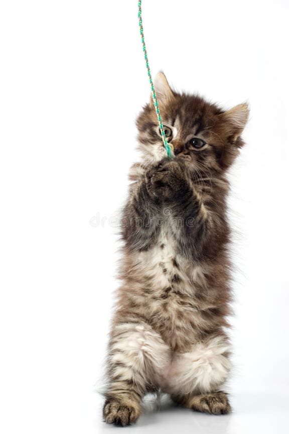 Playful little kitty stock photo. Image of domestic, eyes - 12217484