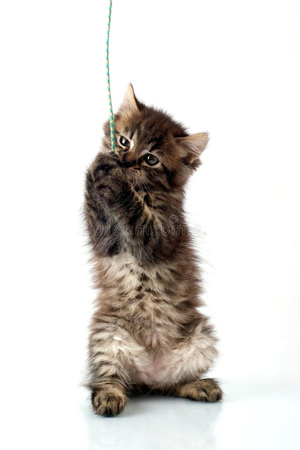 Kitten with rope stock image. Image of playful, gripping - 35813269