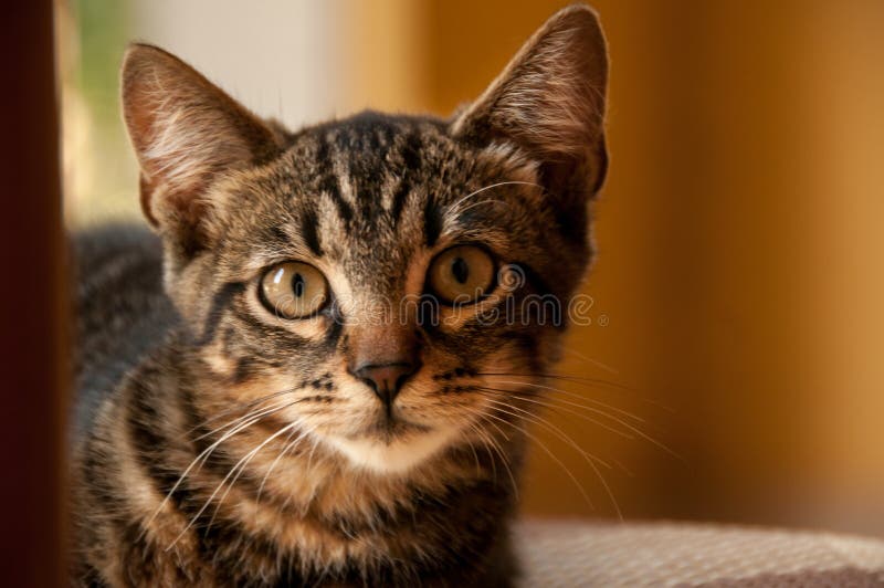 Playful little kitty stock image. Image of eyes, tortoiseshell - 129780517