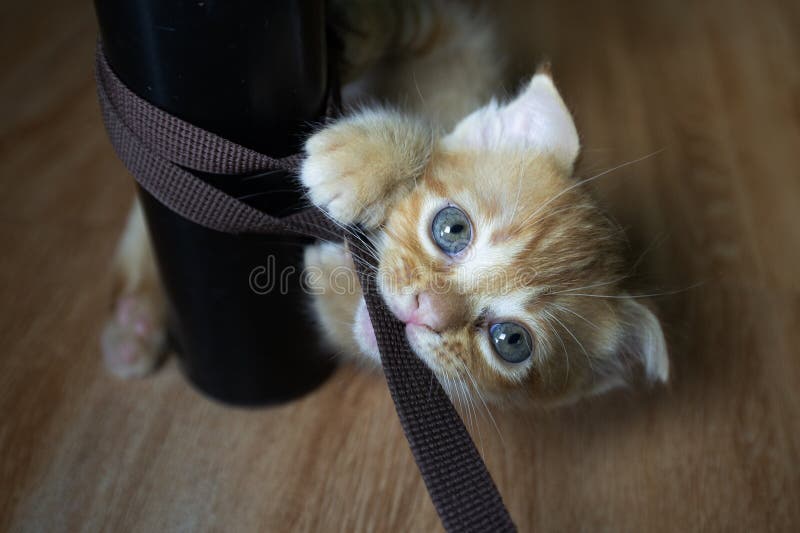 A Playful Little Orange Kitten is Learning New Things in His New ...