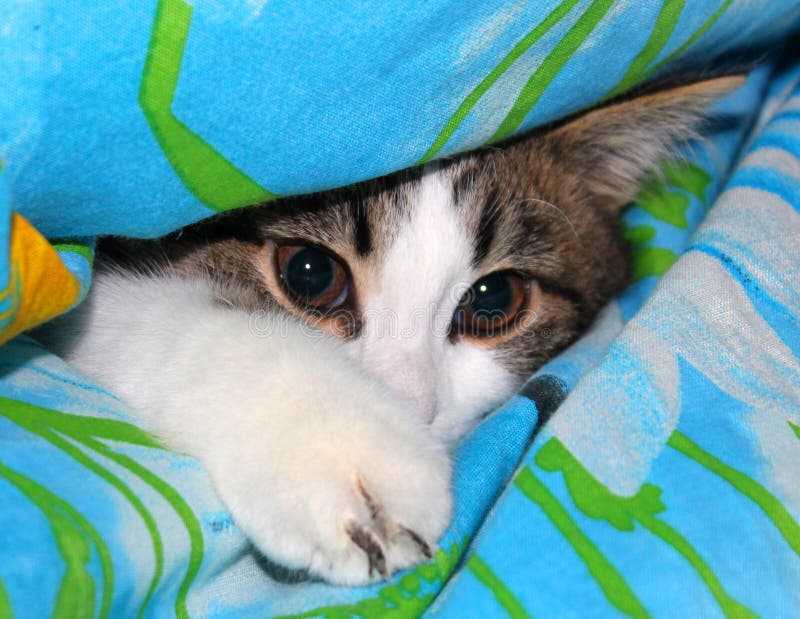 Playful Look Of Kitten Ears Whiskers Pink Nose Stock Image Image Of Look Feet 109076075
