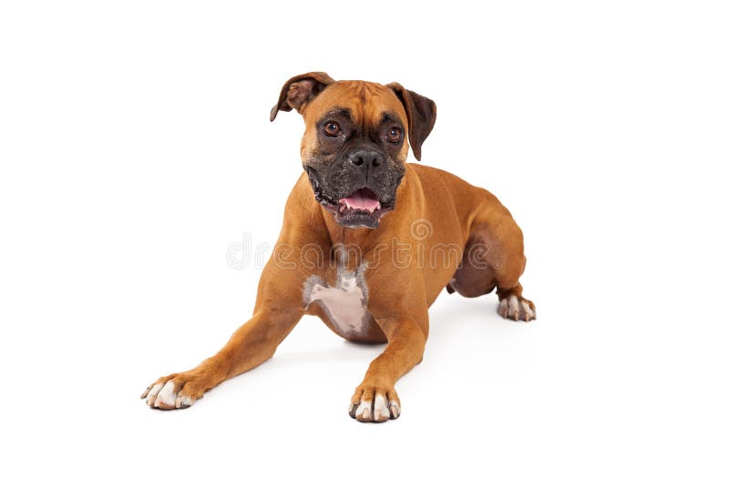 Boxer Dog Laying Down stock photo. Image of domestic - 22537806
