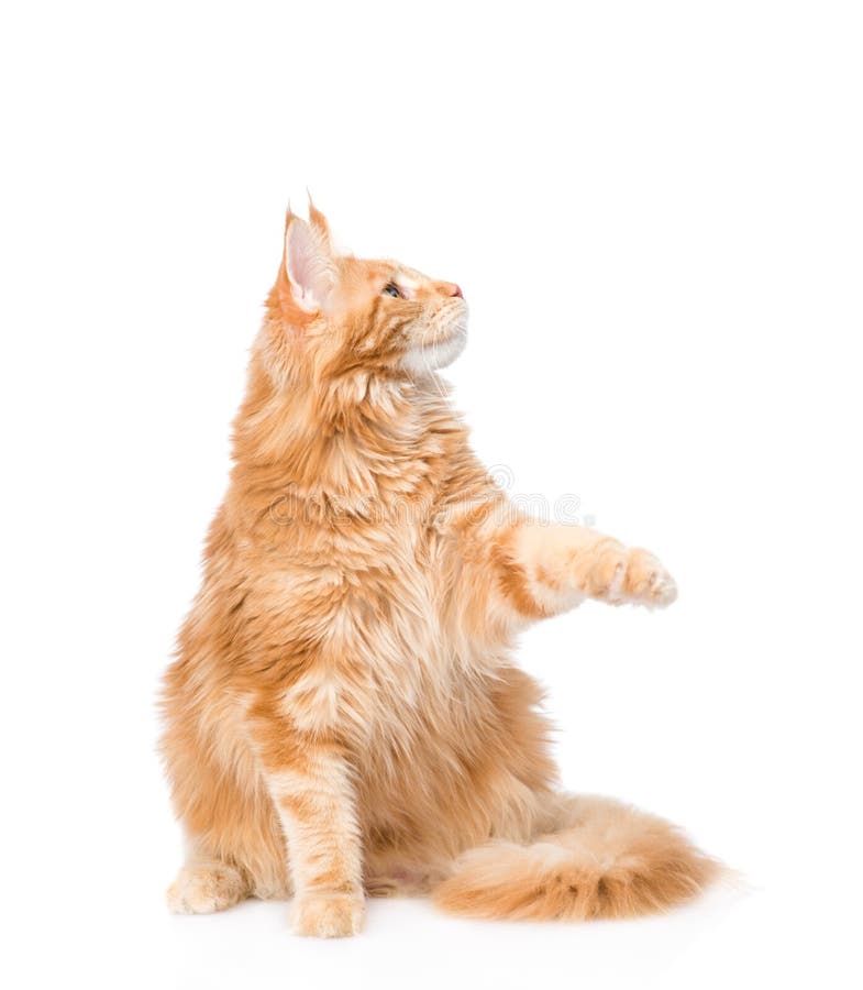 Playful Maine Coon Cat Standing on Hind Legs and Looking Up. Iso Stock ...