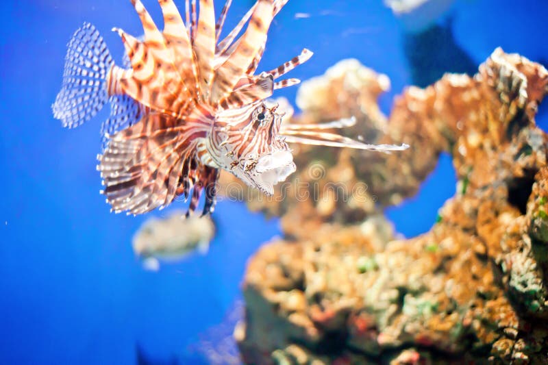 Playful marine fish stock image. Image of underwater - 24025277