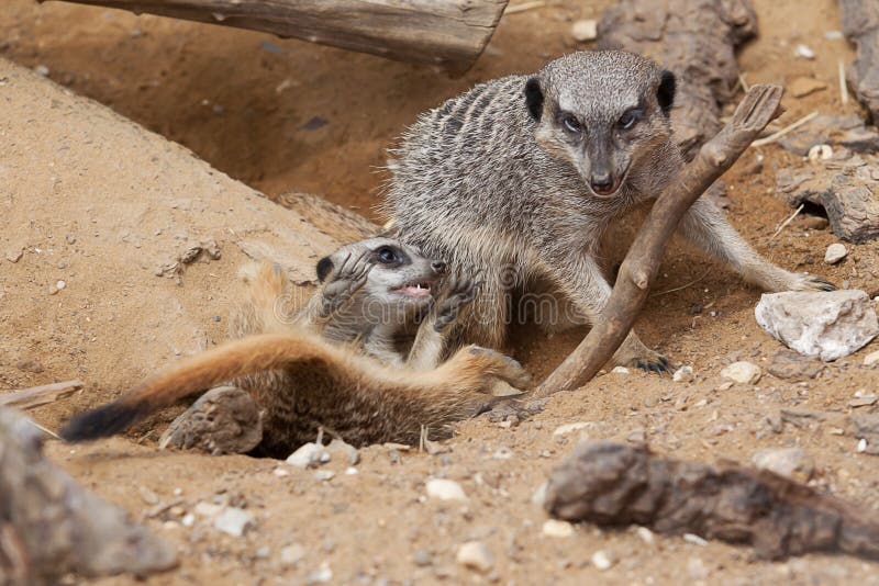 Playful Meerkats stock image. Image of fauna, guarding - 85101677