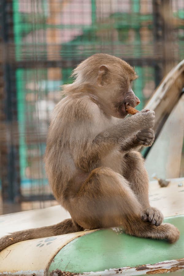 Playful Monkey Enjoying a Snack in a Captive Environment Stock Image ...