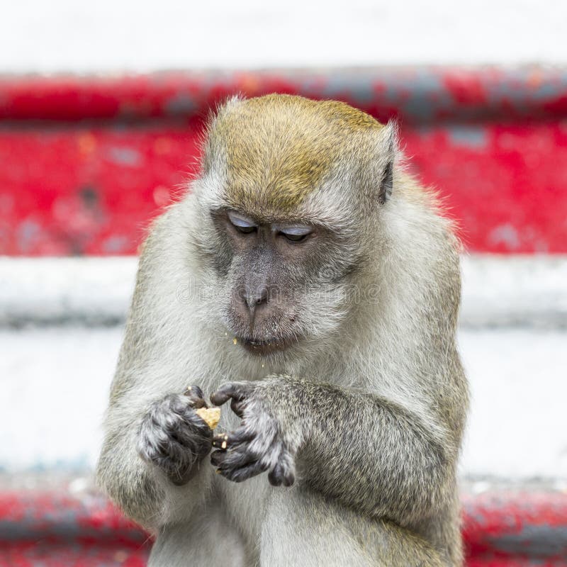 Playful monkey portrait stock image. Image of forest - 71453815
