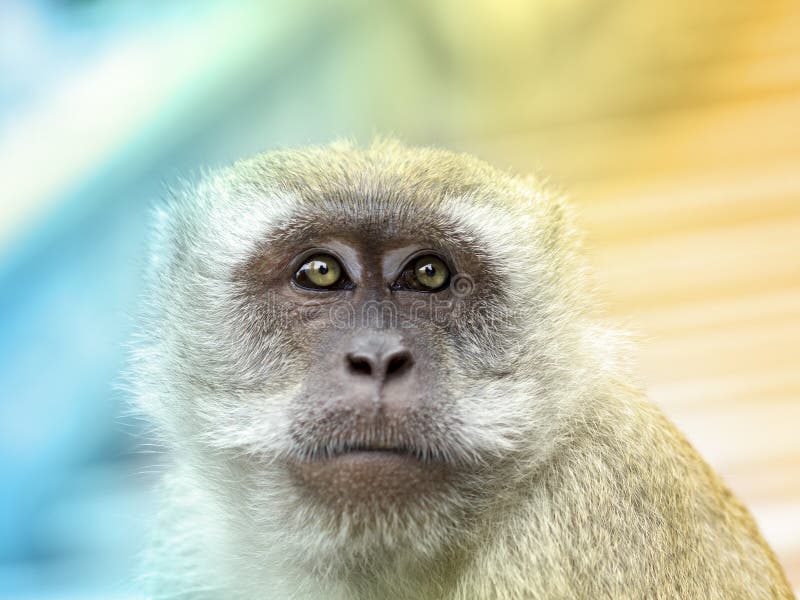 Playful monkey portrait stock photo. Image of asia, monkey - 71454030