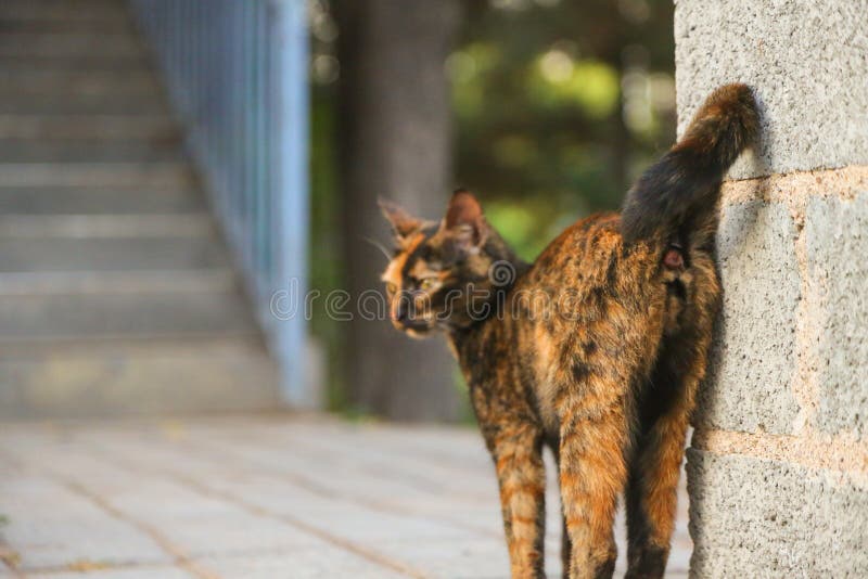 A Playful Multi-colored Cat Wags Its Tail in Front of the Camera, Next ...