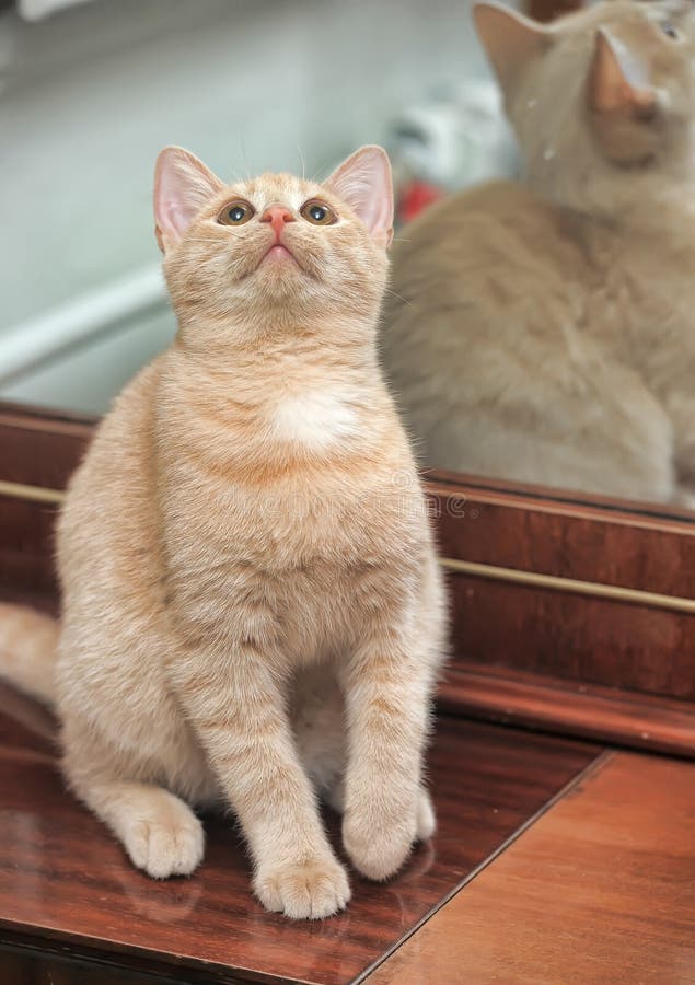 Playful orange cat stock image. Image of furry, animal - 36770083