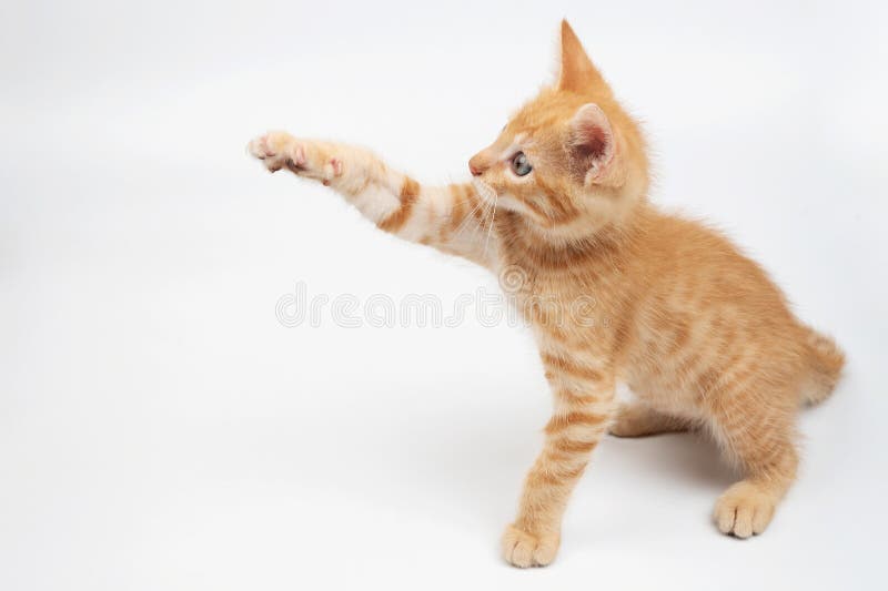 Playful Orange Kitten Reaching Out with Paw in Bright Setting Stock ...